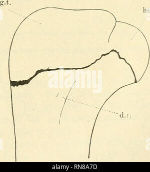 SKULL OF THE LION: LEFT LATERAL ASPECT from Artistic anatomy of animals ...