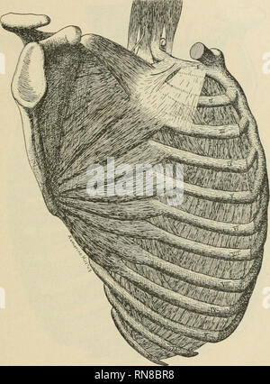 . Anatomischer Anzeiger. Anatomy, Comparative; Anatomy, Comparative ...