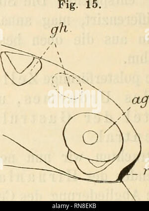 . Anatomischer Anzeiger. Anatomy, Comparative; Anatomy, Comparative ...