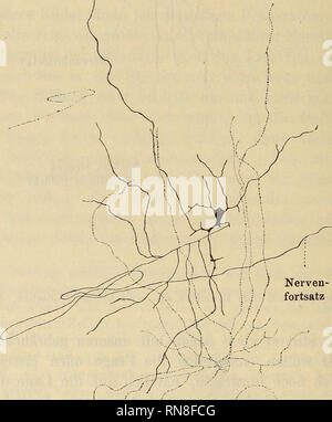 . Anatomischer Anzeiger. Anatomy, Comparative; Anatomy, Comparative ...