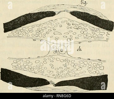 . Anatomischer Anzeiger. Anatomy, Comparative; Anatomy, Comparative ...