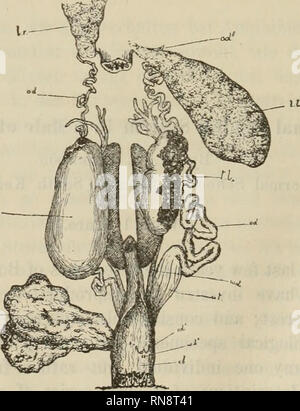 Normal male genitalia Stock Photo - Alamy