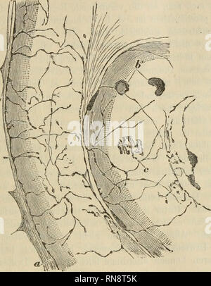 . Anatomischer Anzeiger. Anatomy, Comparative; Anatomy, Comparative ...