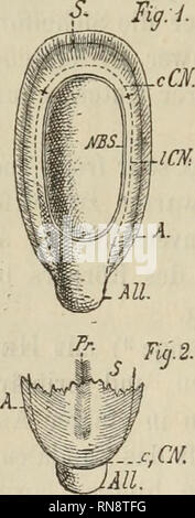 . Anatomischer Anzeiger. Anatomy, Comparative; Anatomy, Comparative ...