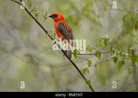 The red fody (Foudia madagascariensis), also known as the Madagascar ...