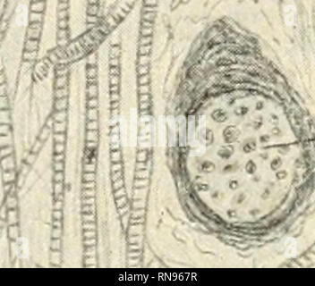 . Anatomischer Anzeiger. Anatomy, Comparative; Anatomy, Comparative ...
