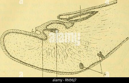 . Anatomischer Anzeiger. Anatomy, Comparative. 622 Mus musculus. The ...
