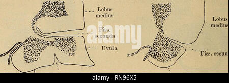 . Anatomischer Anzeiger. Anatomy, Comparative. Lobus ant. s' , Fiss ...