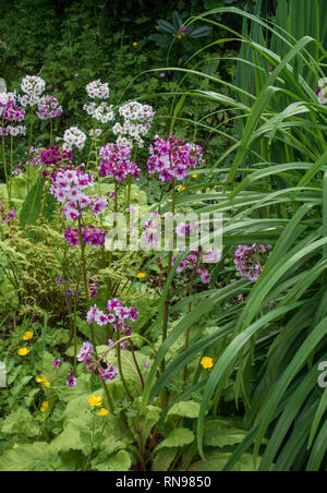 Primula tall Candelabra Primroses Stock Photo - Alamy