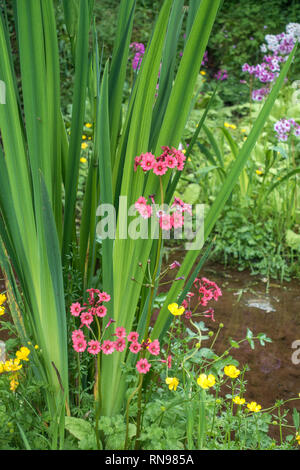 Primula tall Candelabra Primroses Stock Photo - Alamy