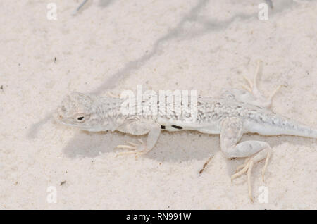 Bleached Earless Lizard, (Holbrookia maculata ruthveni), White Sands ...