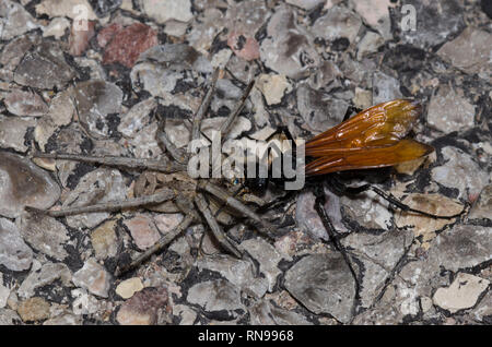 Tarantula Hawk, Entypus aratus, dragging paralyzed wolf spider, Hogna ...