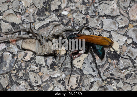 Tarantula Hawk, Entypus aratus, dragging paralyzed wolf spider, Hogna ...