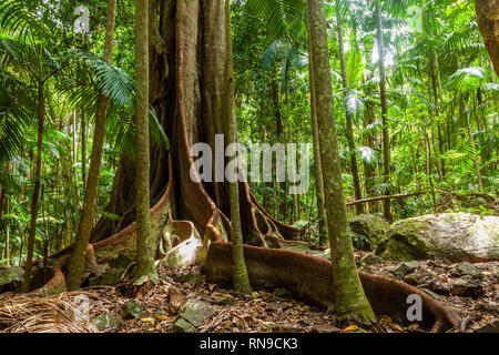 Sub Tropical Root System