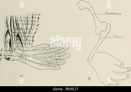 . The anatomical record. Anatomy; Anatomy. COMPLETE BILATERAL ABSENCE ...