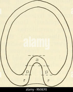 . The embryology of Crepidula Stock Photo - Alamy