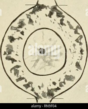 . Anatomical and physiological studies on the growth of the inner ear ...