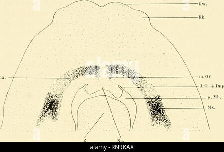. Anatomische Hefte. Fig. 1.. Figg. 1 und 2. Vordergesicht nebst dem ...