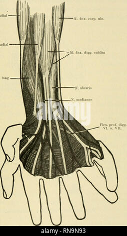 . Anatomische Hefte. Die Muskulatur in Extremitätenmissbildungen. 205 ...