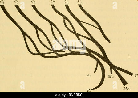 . Anatomische Hefte. Die Entwicklung der Knochen. 143 Der ...