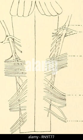 . Anatomische Hefte. Beziehungen des Nervus accessorius zu den ...