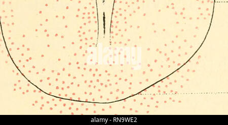 . Anatomische Hefte. Fig. 1.. Figg. 1 und 2. Vordergesicht nebst dem ...