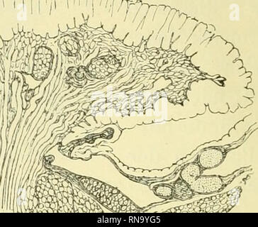 Die Anatomie des Frosches (Page 7 Stock Photo - Alamy