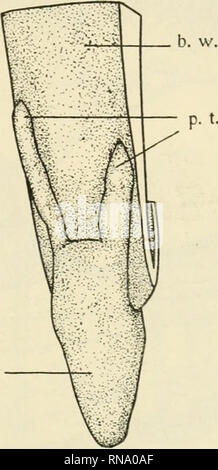 . Fig. 6. Reconstruction of anterior part of body viewed from above to ...