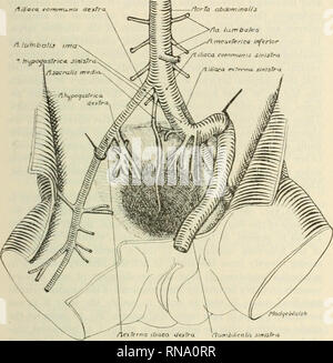 . The anatomical record. Anatomy; Anatomy. ANATOMY OF A FETUS OF A ...