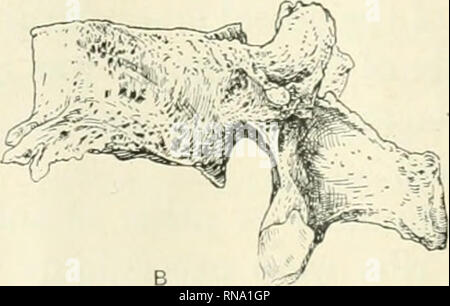 . The anatomical record. Anatomy; Anatomy. Fig. 1 Drawing showing the ...