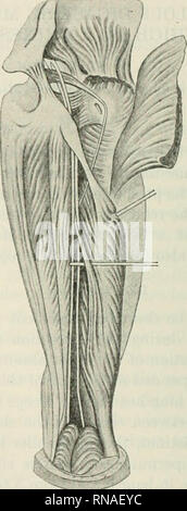 . The anatomical record. Anatomy; Anatomy. MUSCLE ANOMALIES OF THE ...