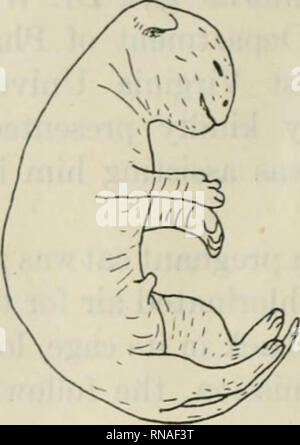 . The anatomical record. Anatomy; Anatomy. ANATOMY OF A FETUS OF A ...