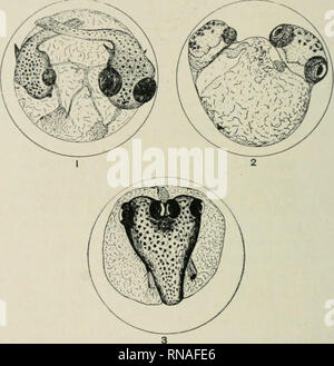 . The anatomical record. Anatomy; Anatomy. CYCLOPIA I. MAMMALS 359 ...