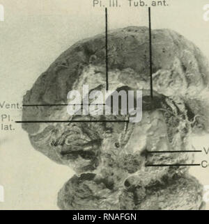 . The anatomical record. Anatomy; Anatomy. CYCLOPIA I. MAMMALS 359 ...