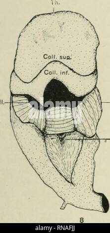 . The anatomical record. Anatomy; Anatomy. CYCLOPIA I. MAMMALS 359 ...