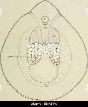 . The anatomical record. Anatomy; Anatomy. CYCLOPIA IX MAMMALS 363 brum ...