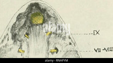 . The anatomical record. Anatomy; Anatomy. ANATOMY OF A FETUS OF A ...
