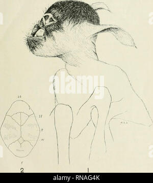 . The anatomical record. Anatomy; Anatomy. ANATOMY OF A FETUS OF A ...