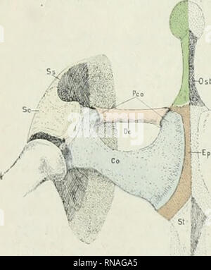 . The anatomical record. Anatomy; Anatomy. Figure 2 Figure Fig. 2 ...