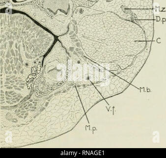 . The anatomical record. Anatomy; Anatomy. STRUCTURE OF THE CORPUS ...