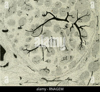 . The anatomical record. Anatomy; Anatomy. ANATOMY OF A FETUS OF A ...