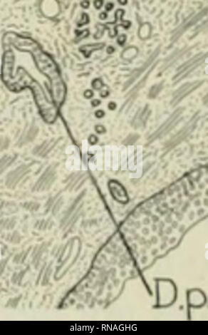 . The anatomical record. Anatomy; Anatomy. ANATOMY OF A FETUS OF A ...