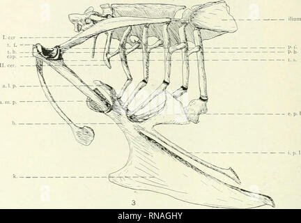 . The anatomical record. Anatomy; Anatomy. Cer. Hem. cbl. Vent. IV. Fus ...
