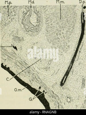 . The anatomical record. Anatomy; Anatomy. ANATOMY OF A FETUS OF A ...