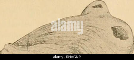 . Anatomical terminology, with special reference to the (B N A ...