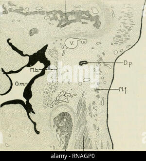 . The anatomical record. Anatomy; Anatomy. ANATOMY OF A FETUS OF A ...