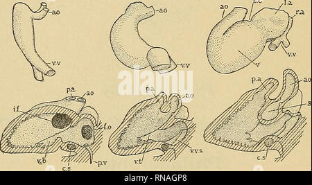 . Anatomical terminology, with special reference to the (B N A ...