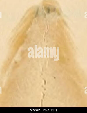 . Anatomical terminology, with special reference to the (B N A ...