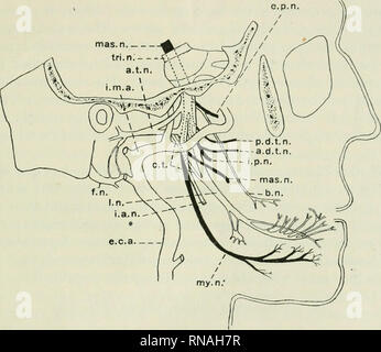 . The anatomical record. Anatomy; Anatomy. CEPHALIC NERVES 225 of which ...