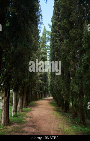 Walkway running through Tree Alley, Germany, Europe Stock Photo - Alamy